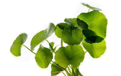 Beneficii plante Cebraoptim – CebraOptim – Aliatul funcțiilor cerebrale